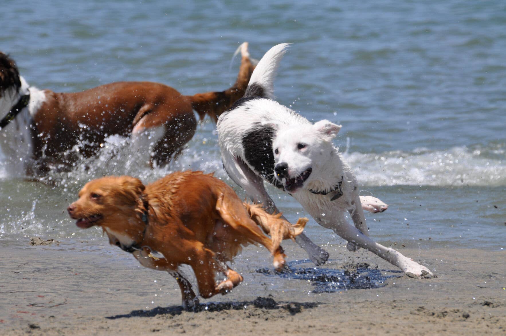 Airline for dogs expands routes in US and Europe - TravelHost