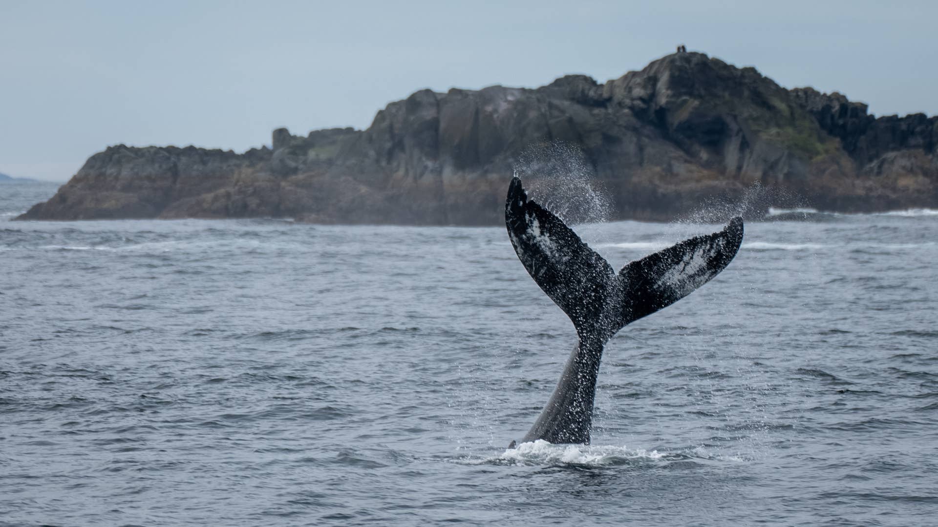 Alaska cruise whale watching tips from a wildlife lover - TravelHost