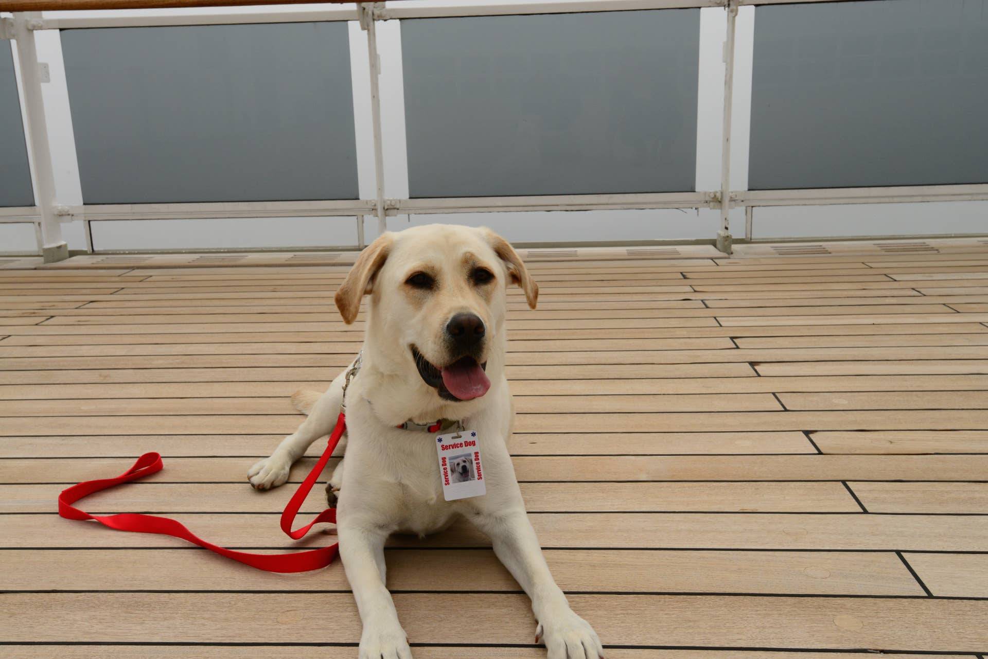 Carnival Cruise Line warns against judging service dogs on board ...