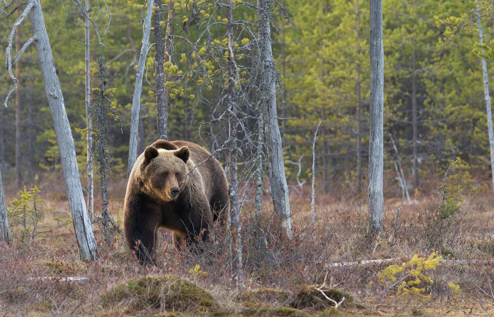 Great Smoky Mountains National Park Is Home To Too Many Bears - TravelHost