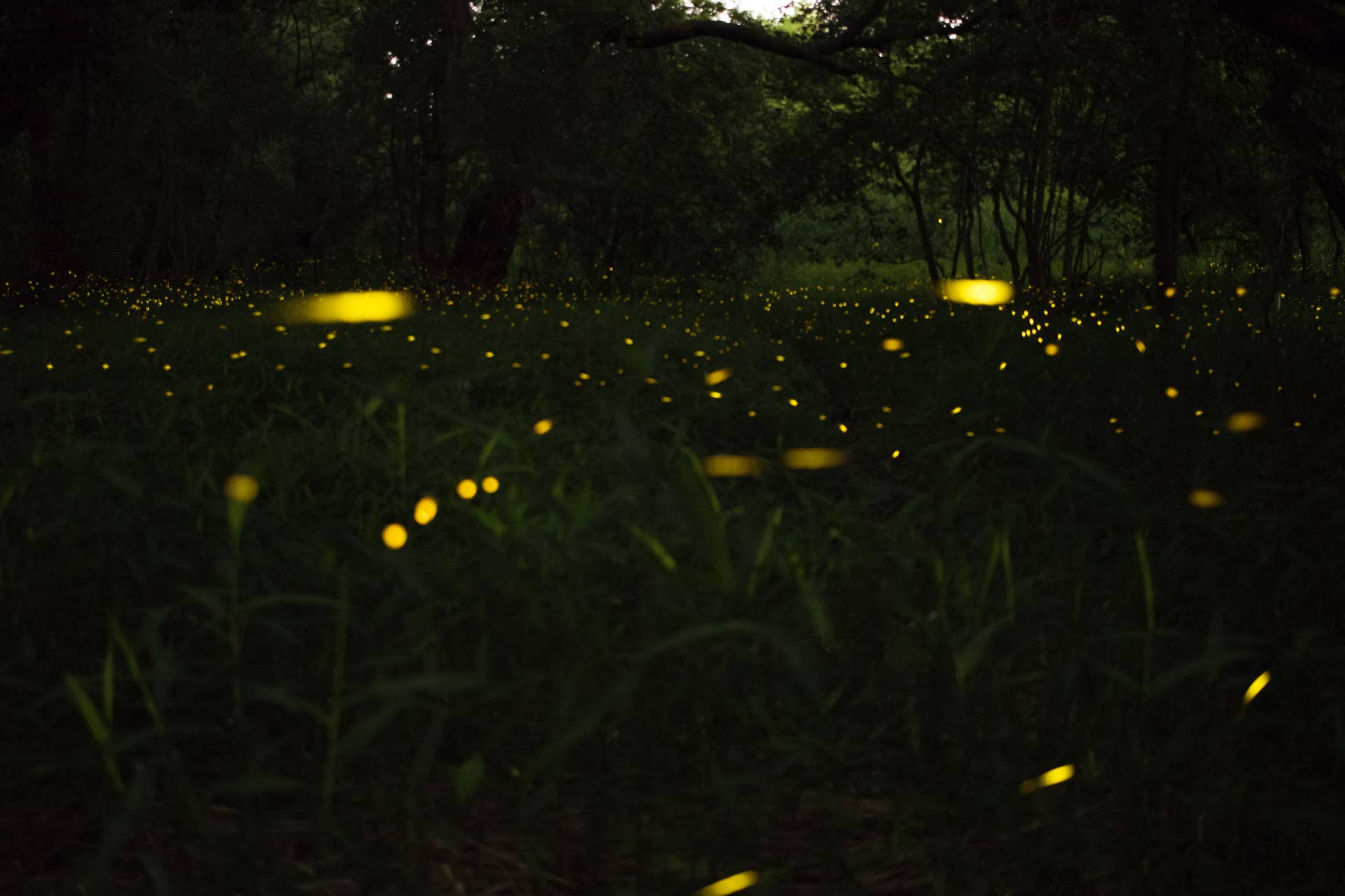 Great Smoky Mountain Synchronous Firefly 2026 Dates Announced - TravelHost