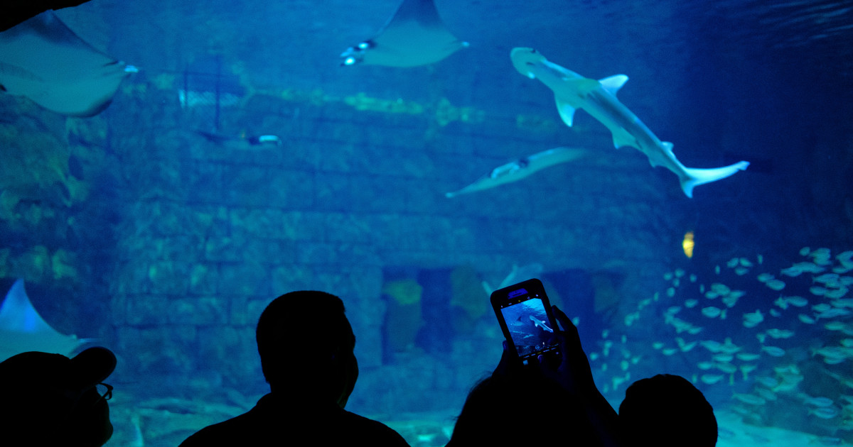 Seaworld is going dark with a new one-of-a-kind attraction - TravelHost