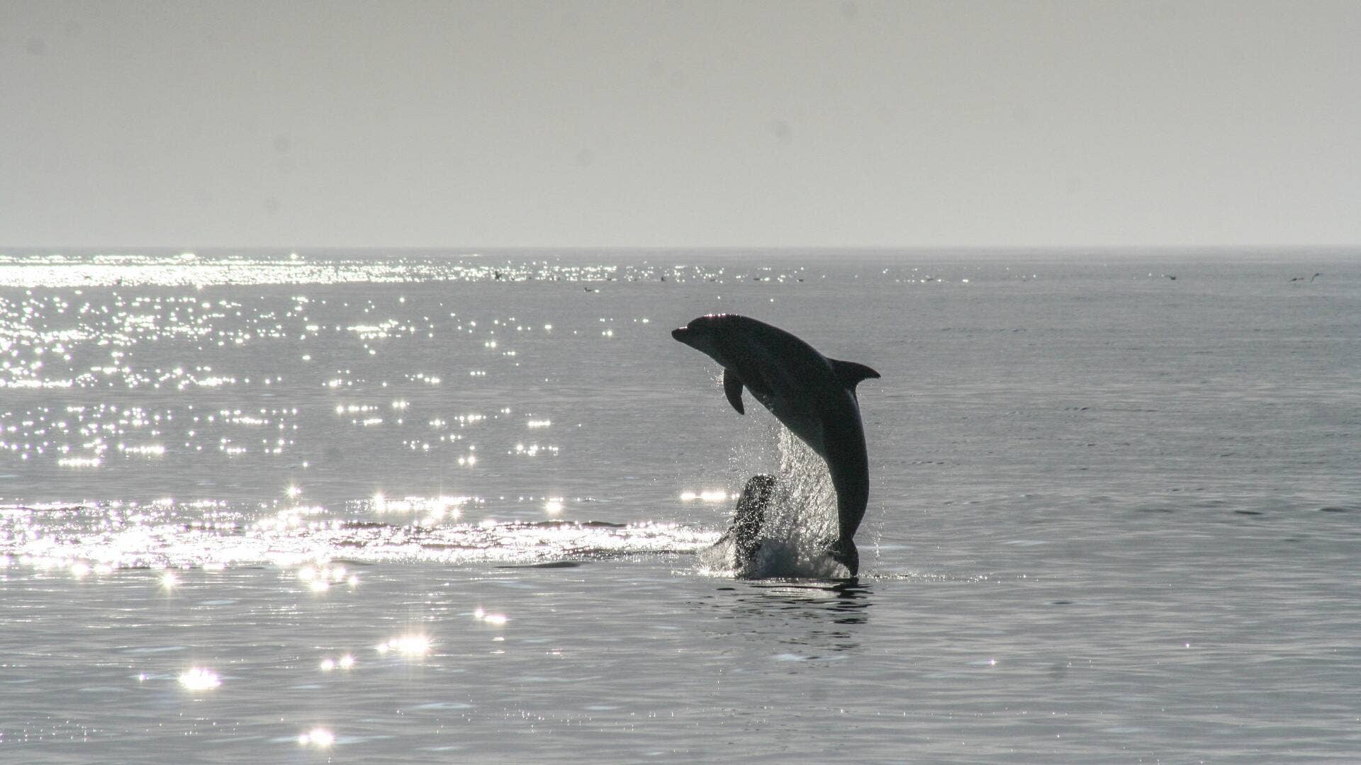 Whale watching tour catches glimpse of baby dolphin - TravelHost