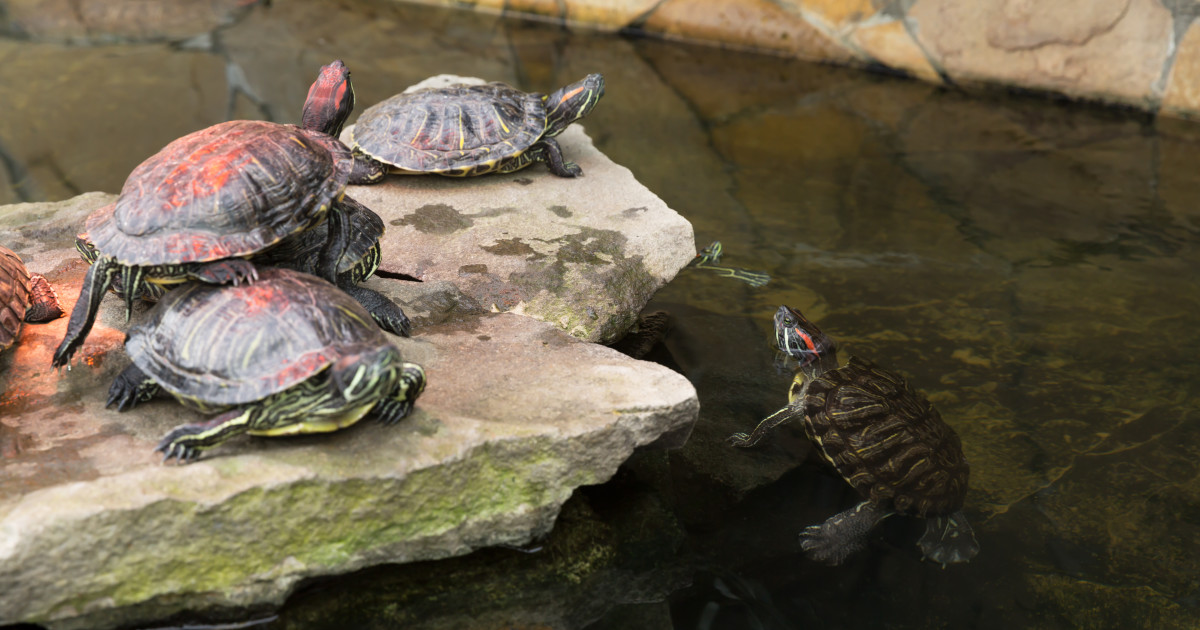 Red-eared slider turtles smuggled into India via plane - TravelHost