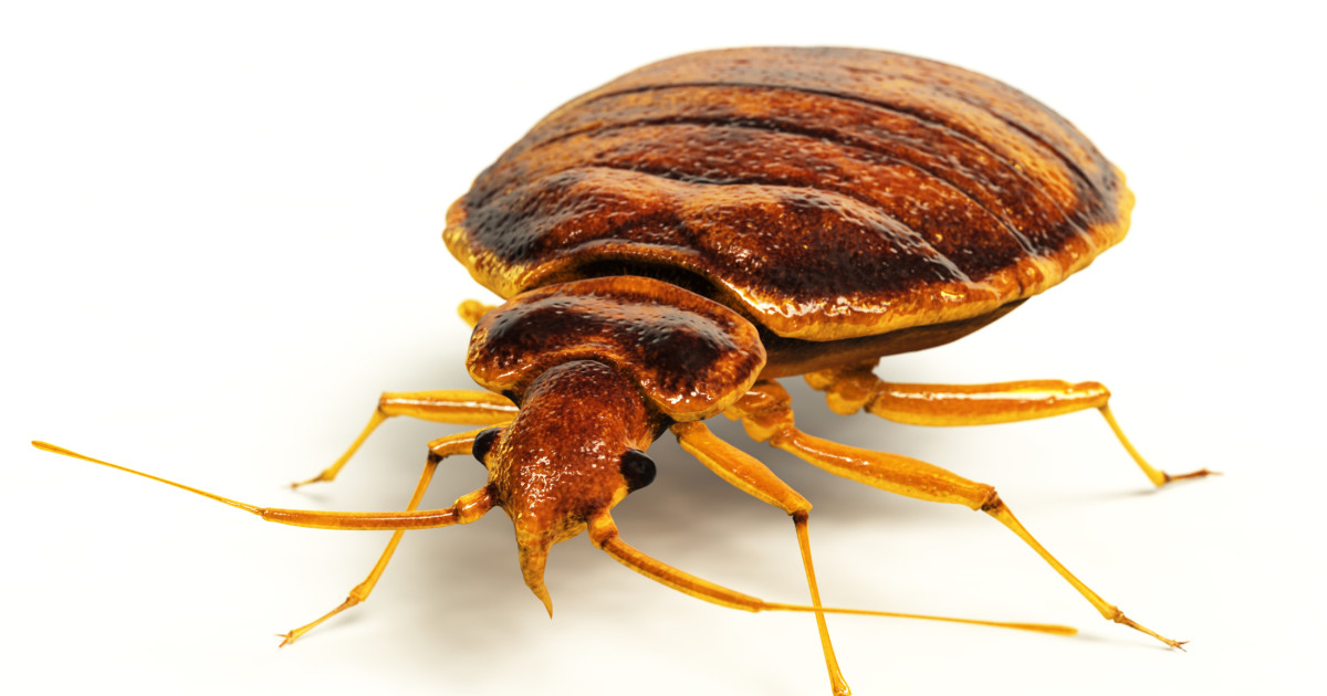 Flight attendant bed bug hack can keep you safe - TravelHost