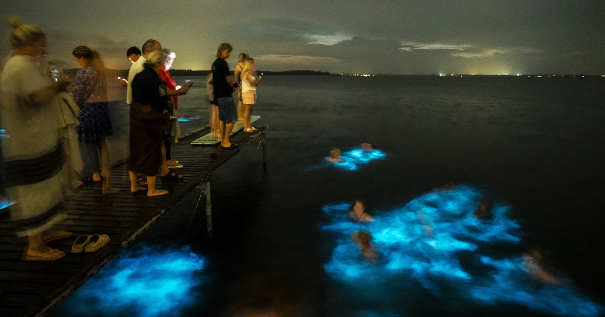 Where to see glowing bioluminescent beaches around the world - TravelHost