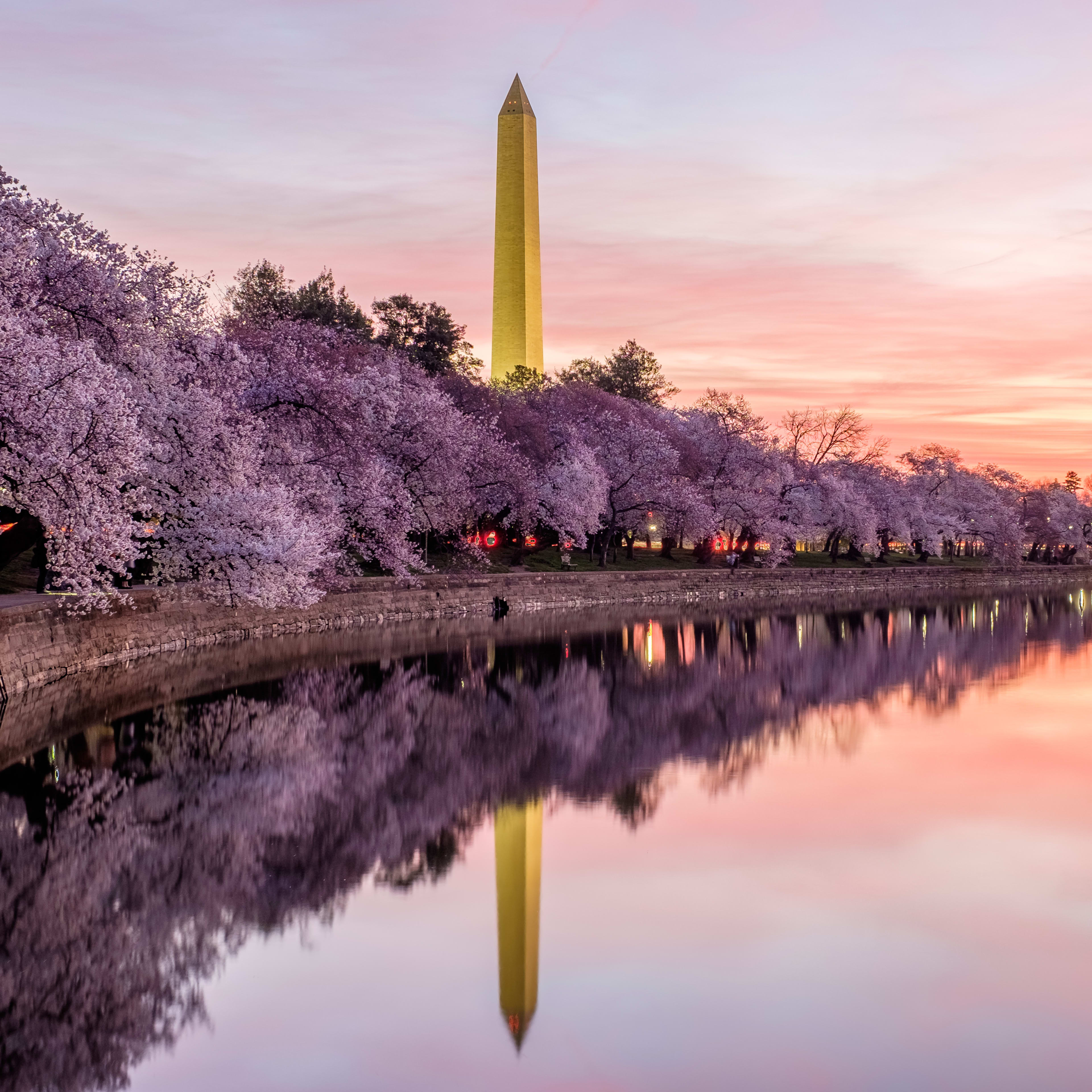 Where to see the best cherry blossom festivals in the U.S. - TravelHost