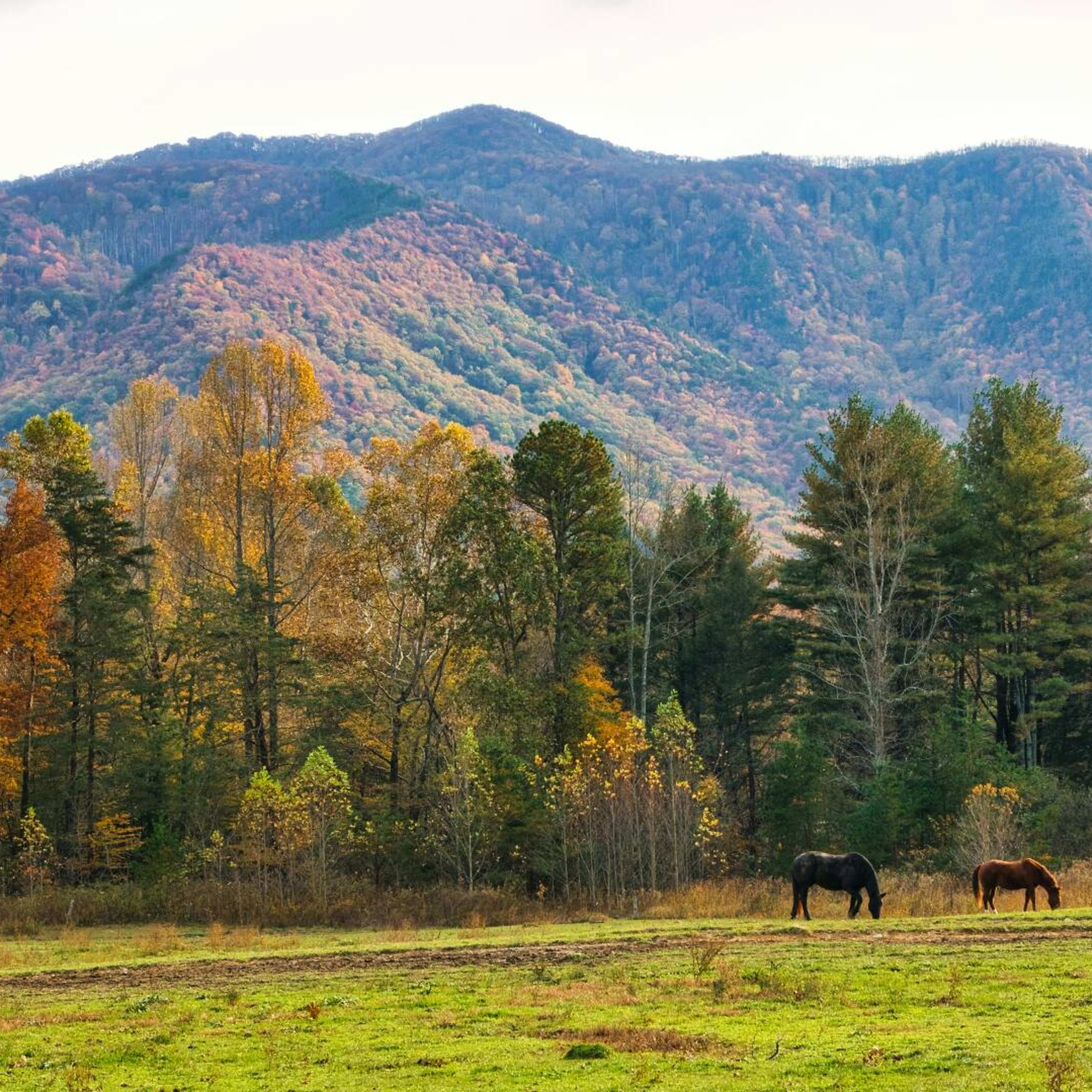 Carnival Cruise Line simplifies loyalty program reward delivery - TravelHost