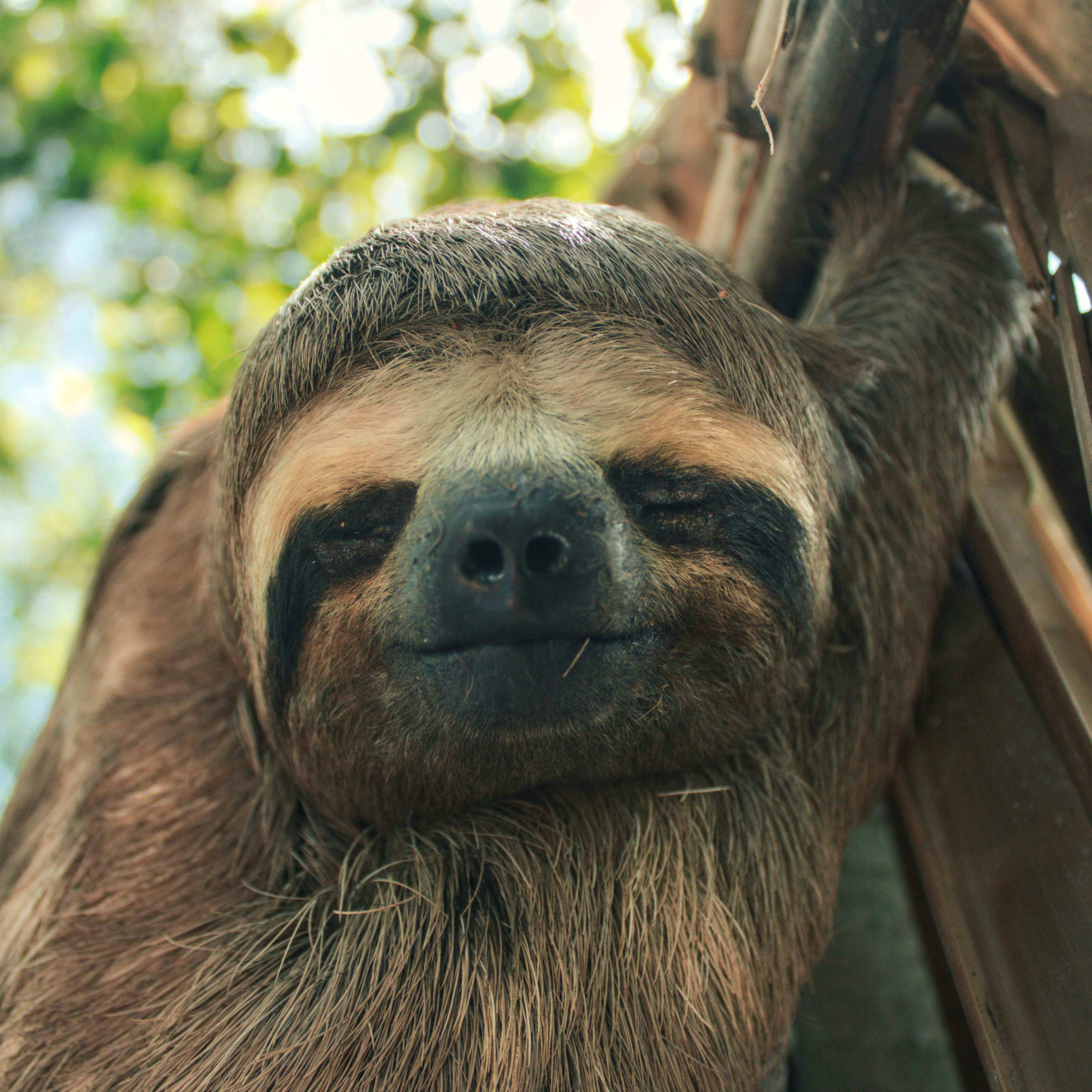 The world’s first slotharium is opening in Florida - TravelHost