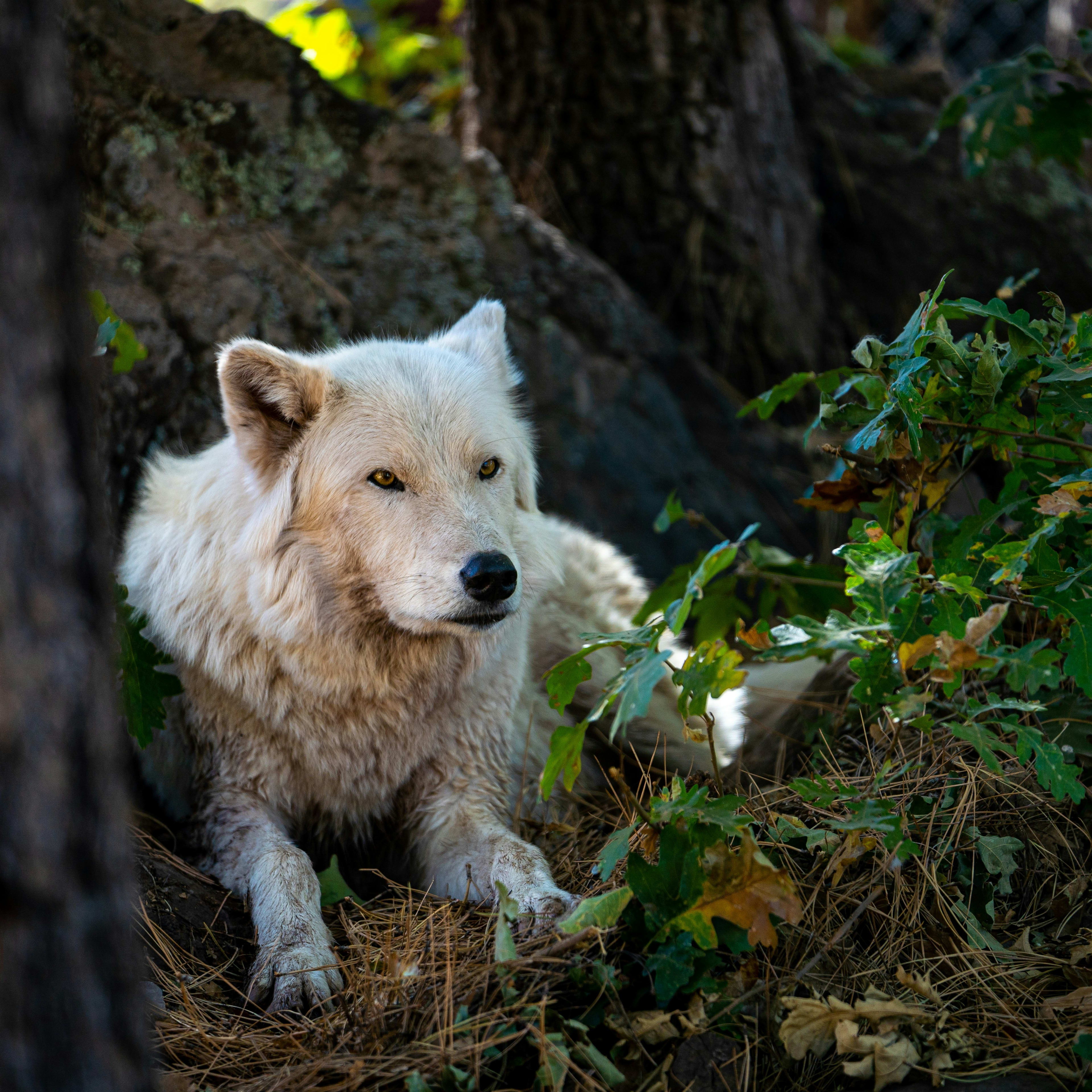Where to see glowing bioluminescent beaches around the world - TravelHost