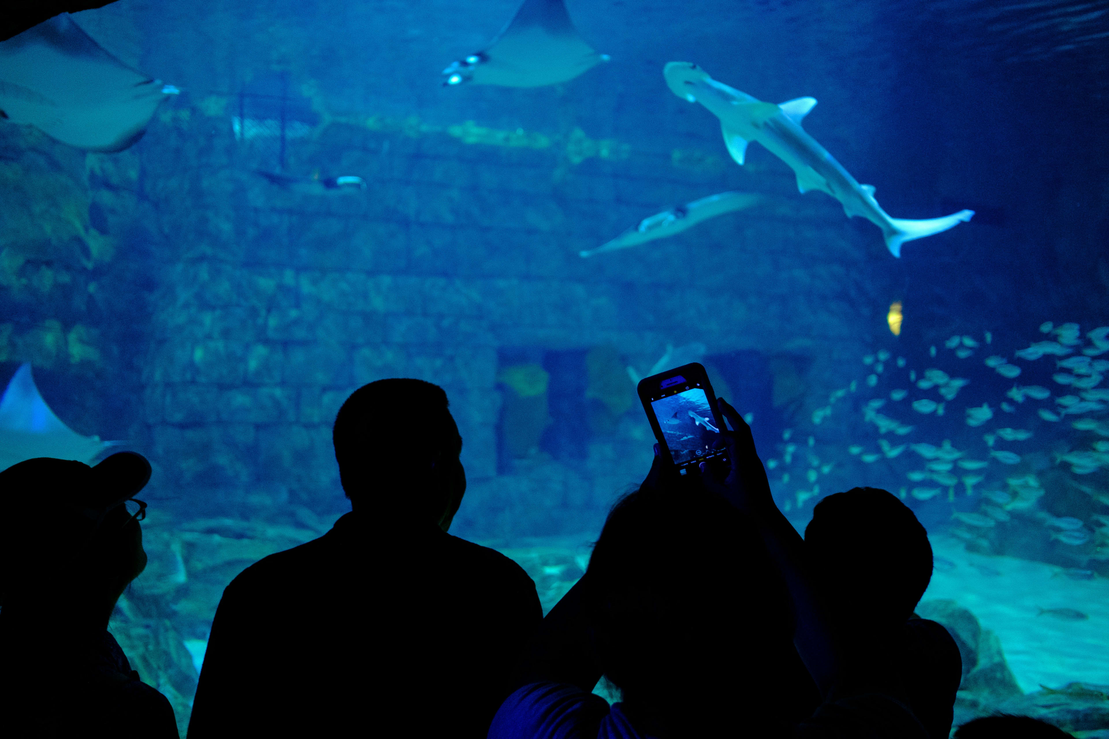 Seaworld is going dark with a new one-of-a-kind attraction - TravelHost