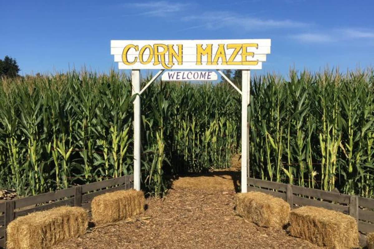 The 5 best corn mazes in the United States - TravelHost