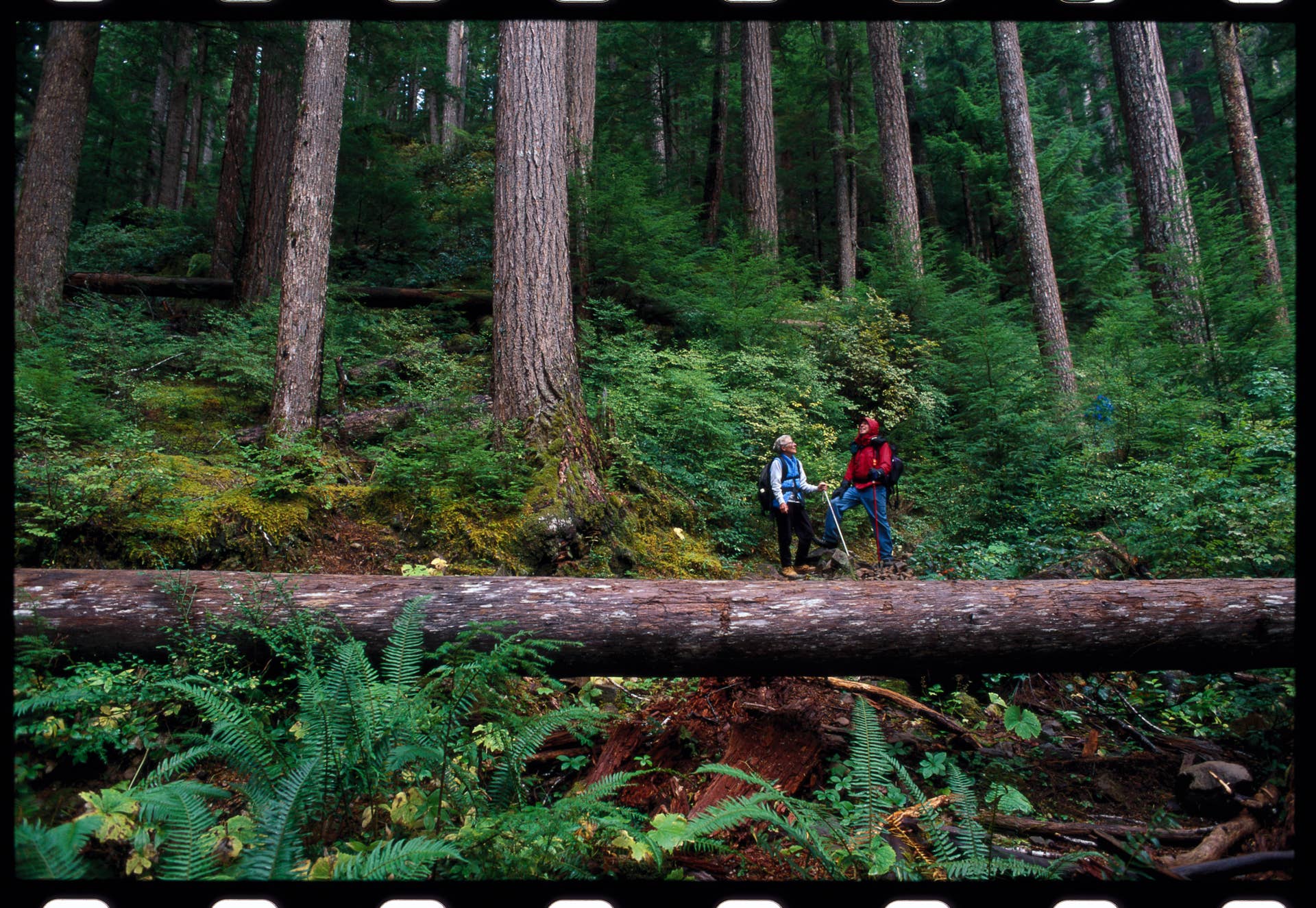 What to do in Olympic National Park? 9 spots you need to see - TravelHost