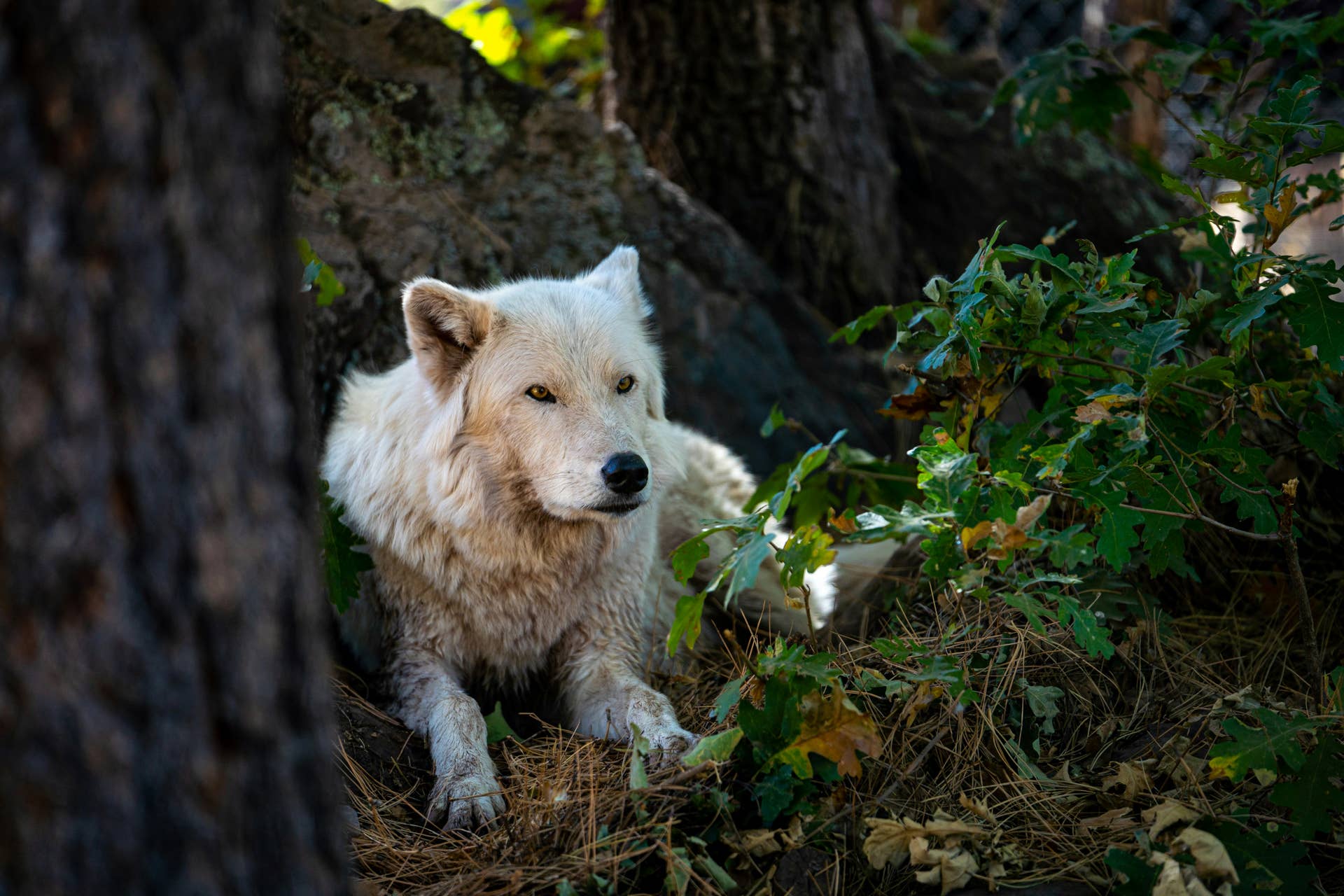 This Arizona wildlife park lets you drive through bear and wolf ...