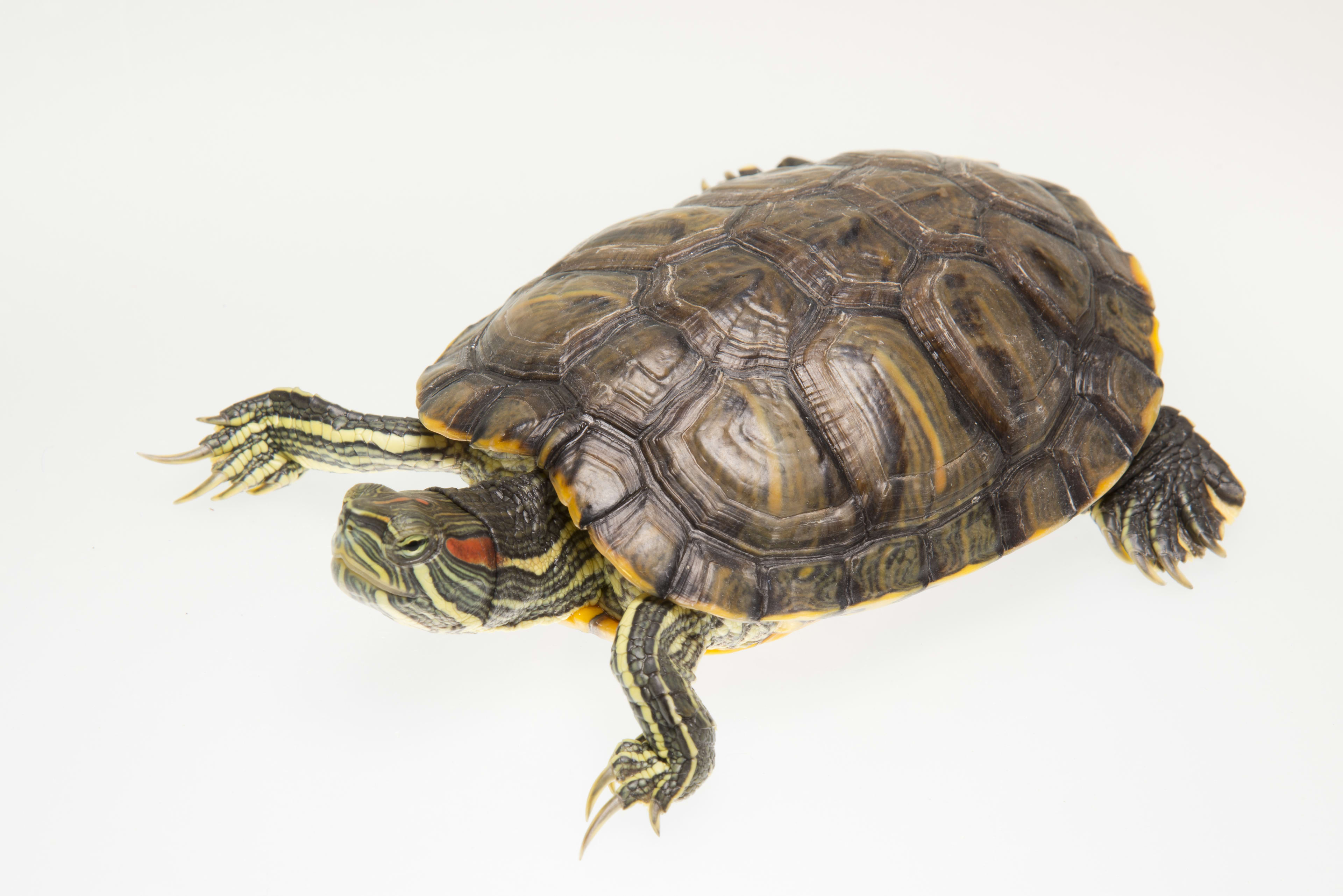 Red-eared slider turtles smuggled into India via plane - TravelHost