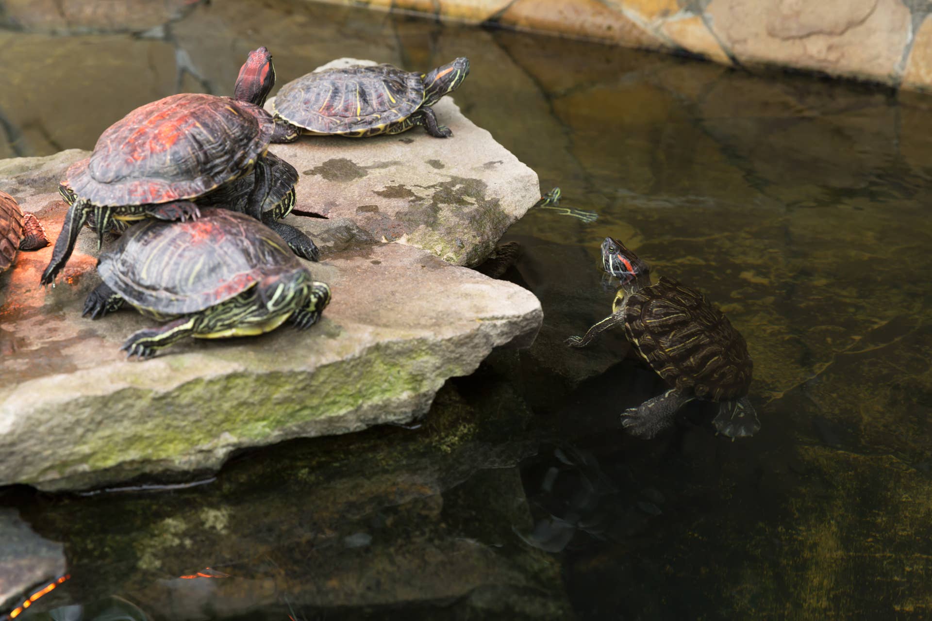 Red-eared slider turtles smuggled into India via plane - TravelHost