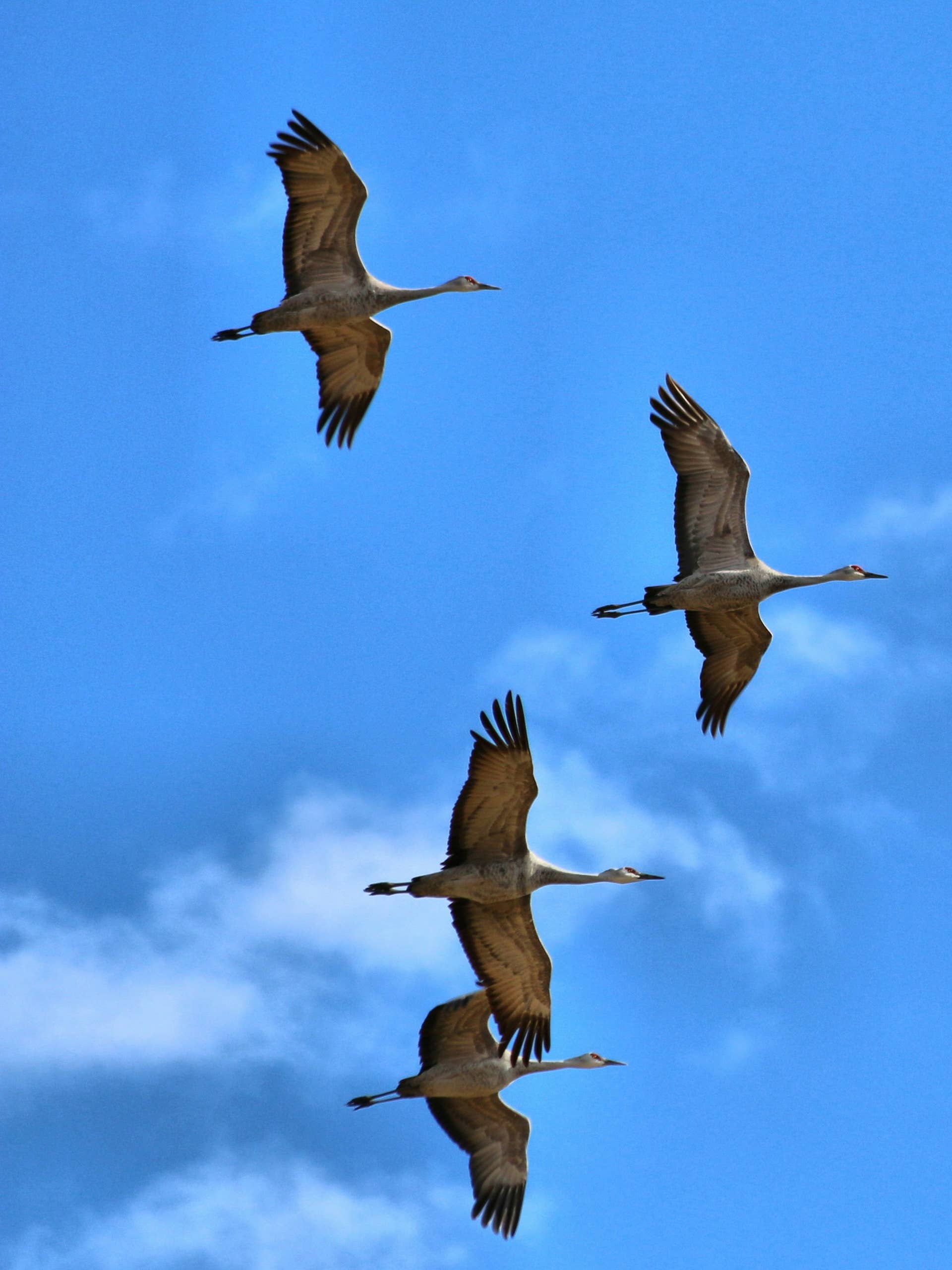 March is the best time to catch crane migration in Nebraska - TravelHost
