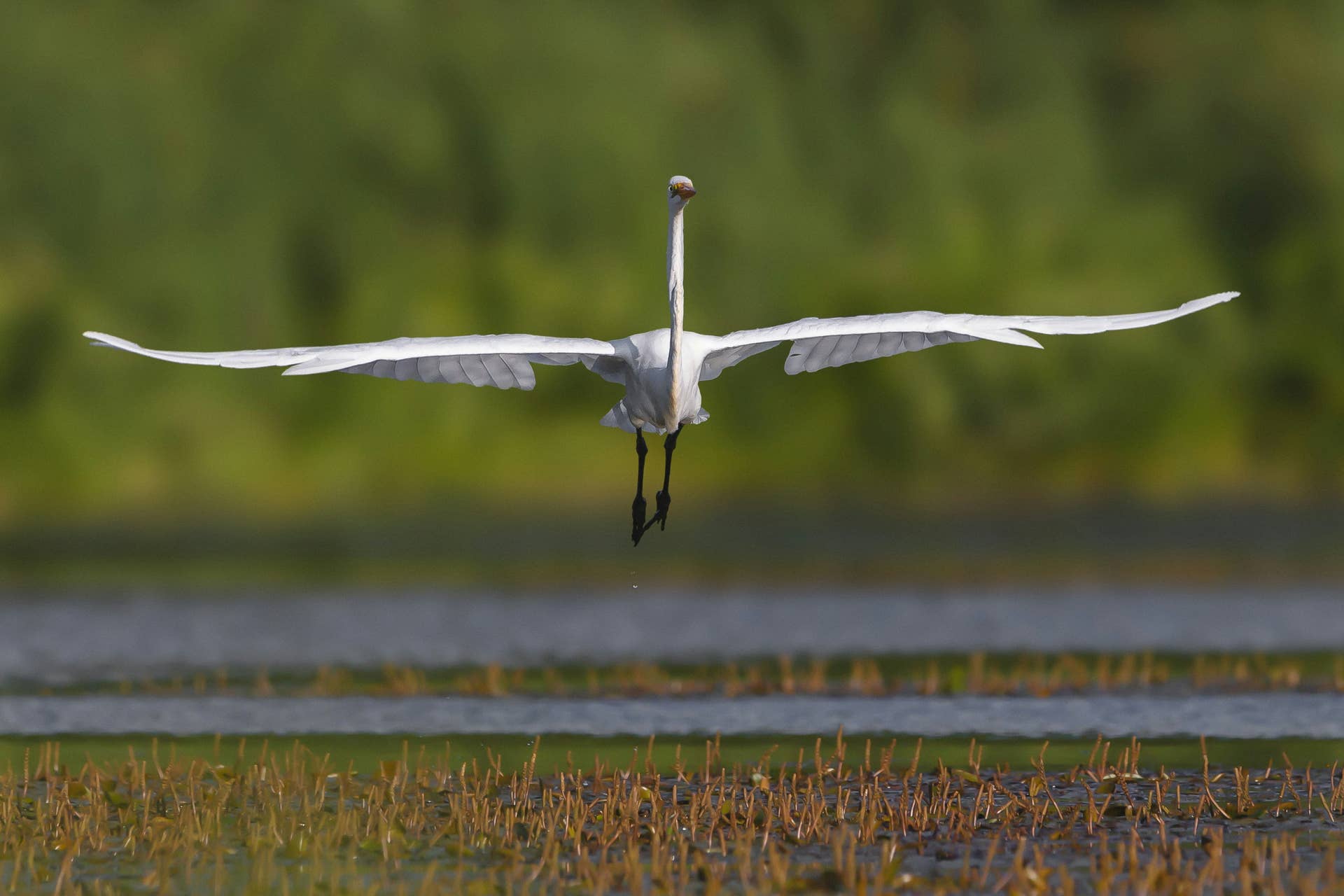 March is the best time to catch crane migration in Nebraska - TravelHost